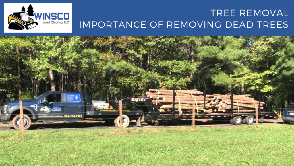Tree Removal - Importance of Removing Dead Trees | Winsco Land Clearing